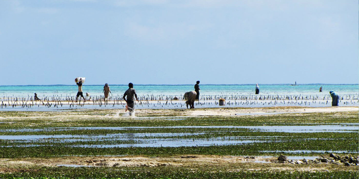 Matemwe-Village-Tour | Tripsbetter