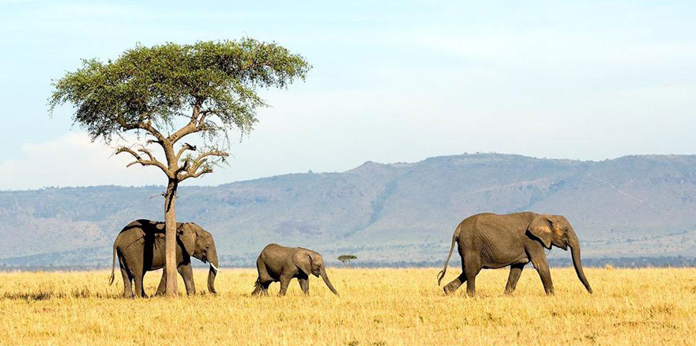 Mikumi National Park | Best For Visit In 2021 | Tripsbetter
